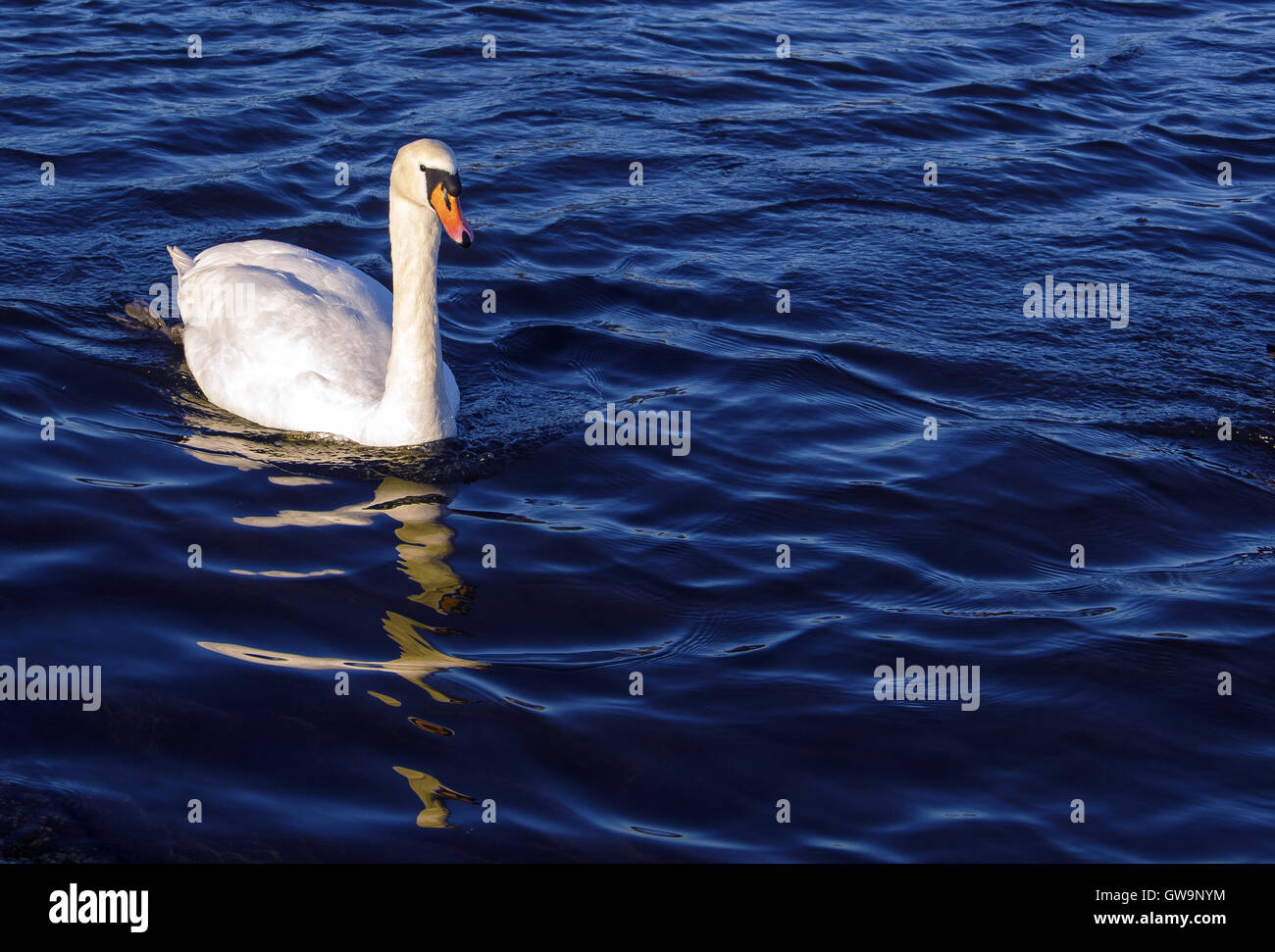 Swan in Round Pond Lake Kensington Garden London England Stock Photo ...