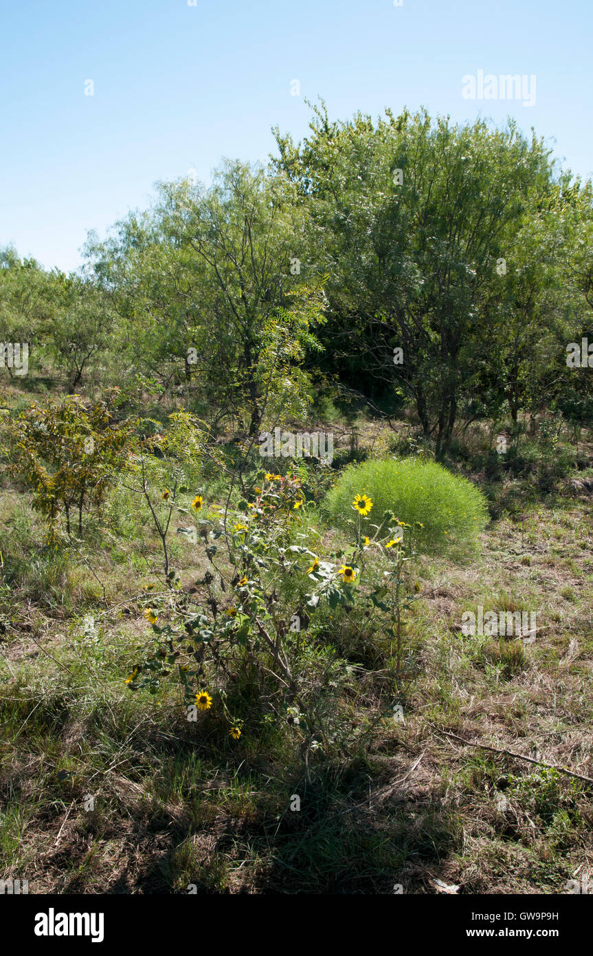 Texas native plants hi-res stock photography and images - Alamy