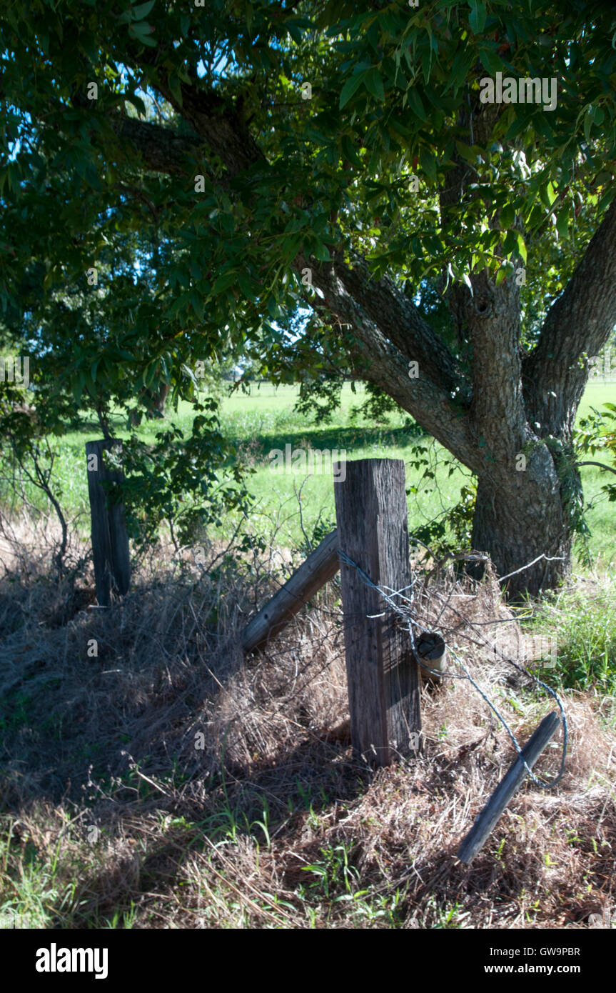 Fence post and tree in north Texas Stock Photo - Alamy