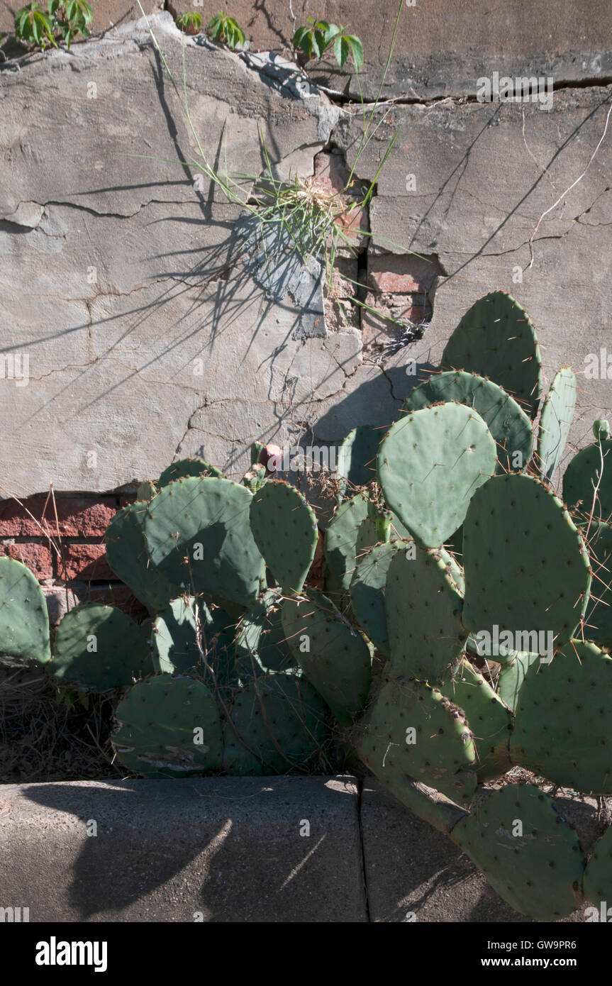 Cactus and weeds growing out of a distressed brick and plaster wall ...