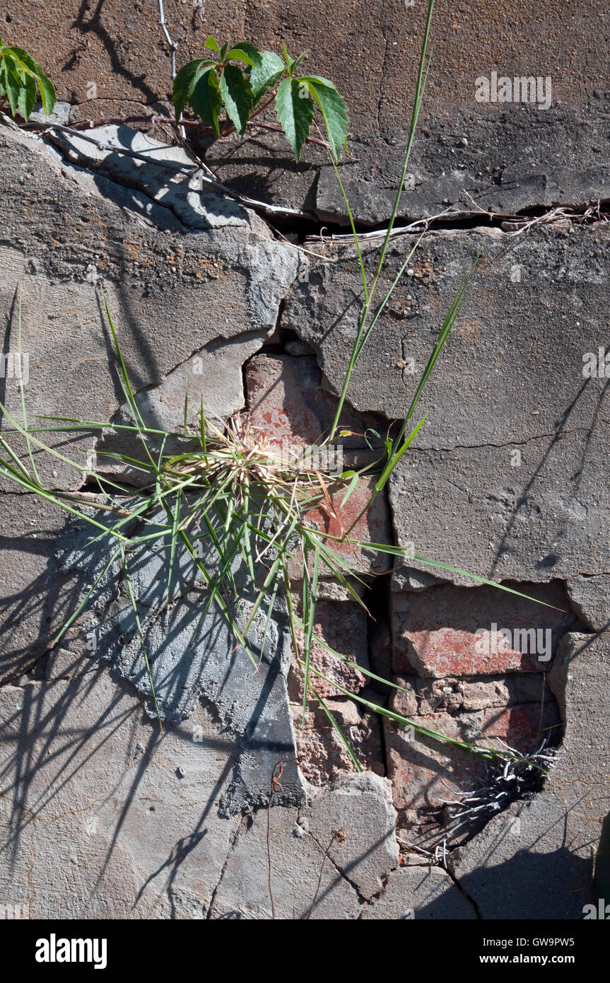 Weeds growing out of a wall hi-res stock photography and images - Alamy