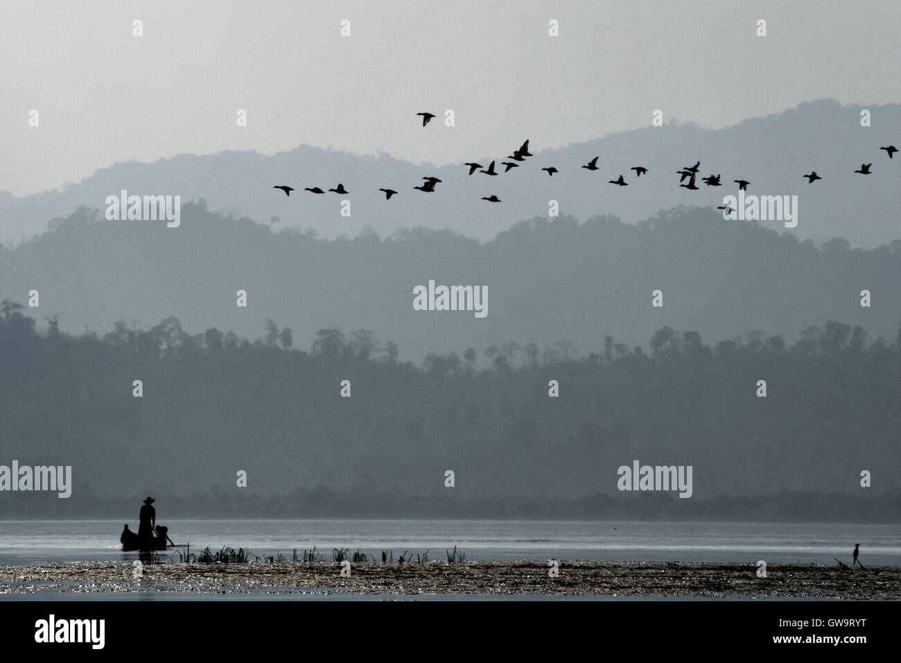 Fisher at Indawgyi lake in Myanmar with swarm of birds Stock Photo - Alamy
