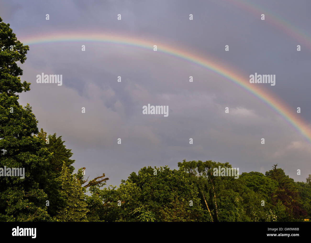 Spectacular double rainbow captured over oak trees in north London, UK ...