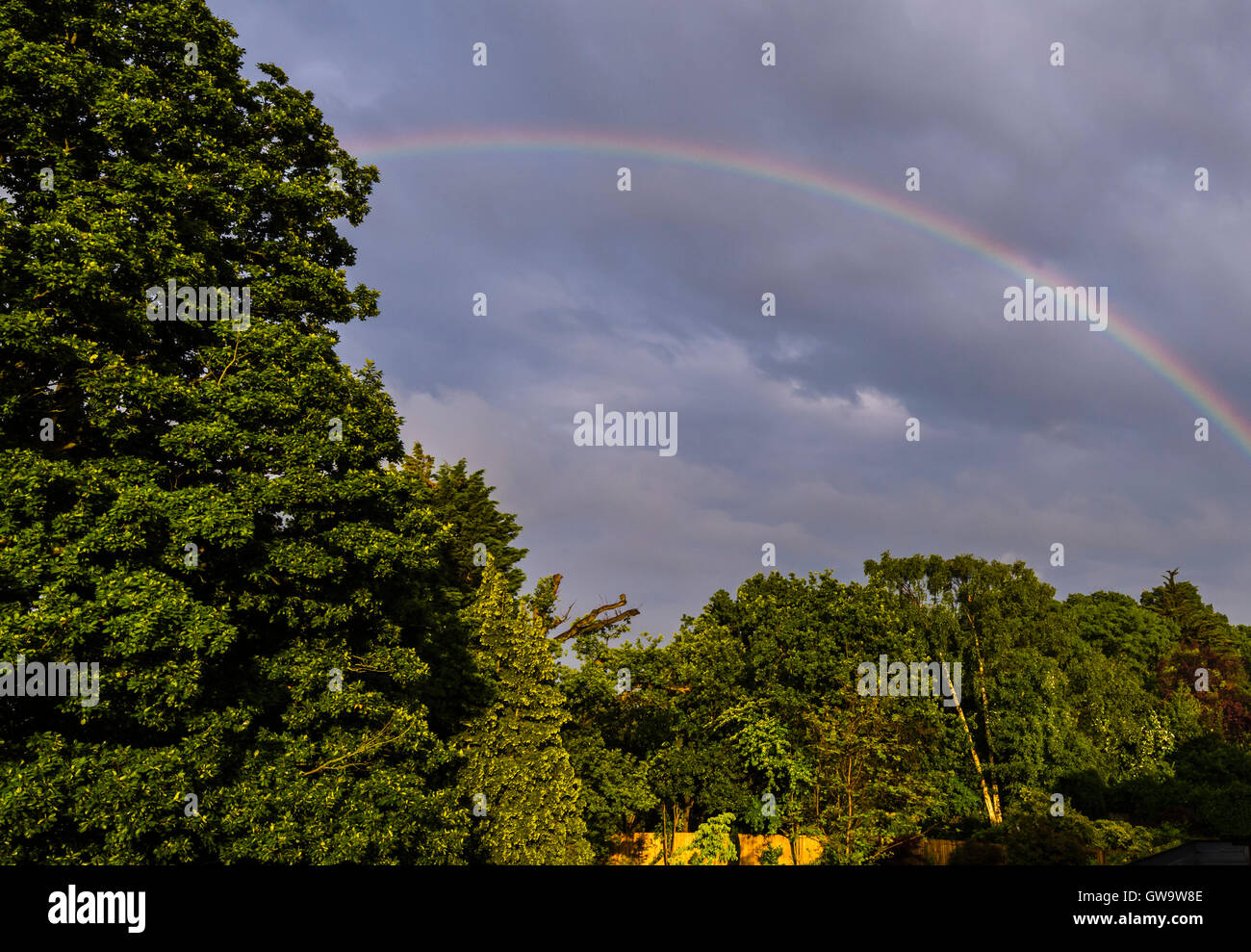 Wonderful double rainbow and sunlight captured over oak trees in north ...