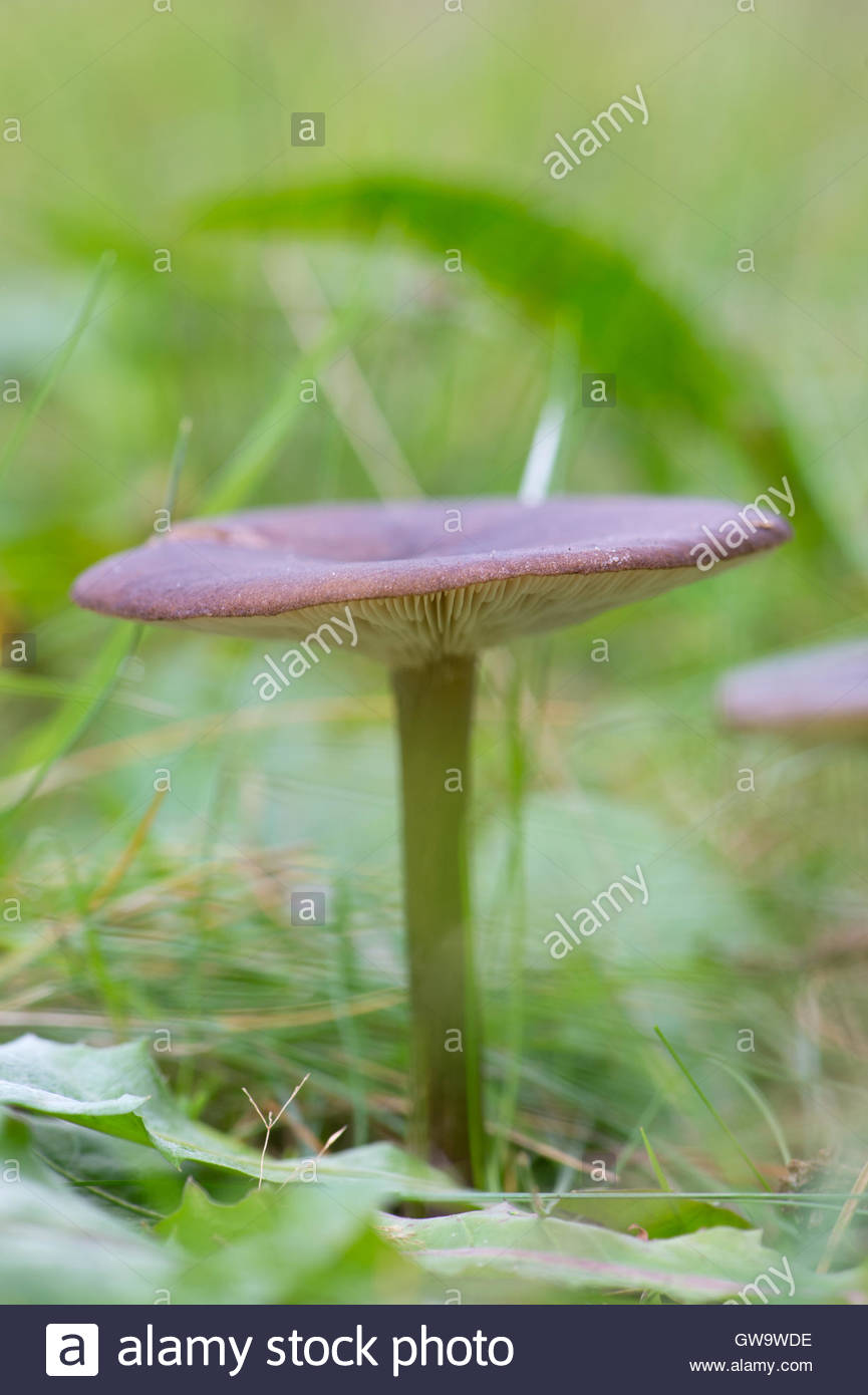Blue Stalk Mushroom High Resolution Stock Photography and Images - Alamy