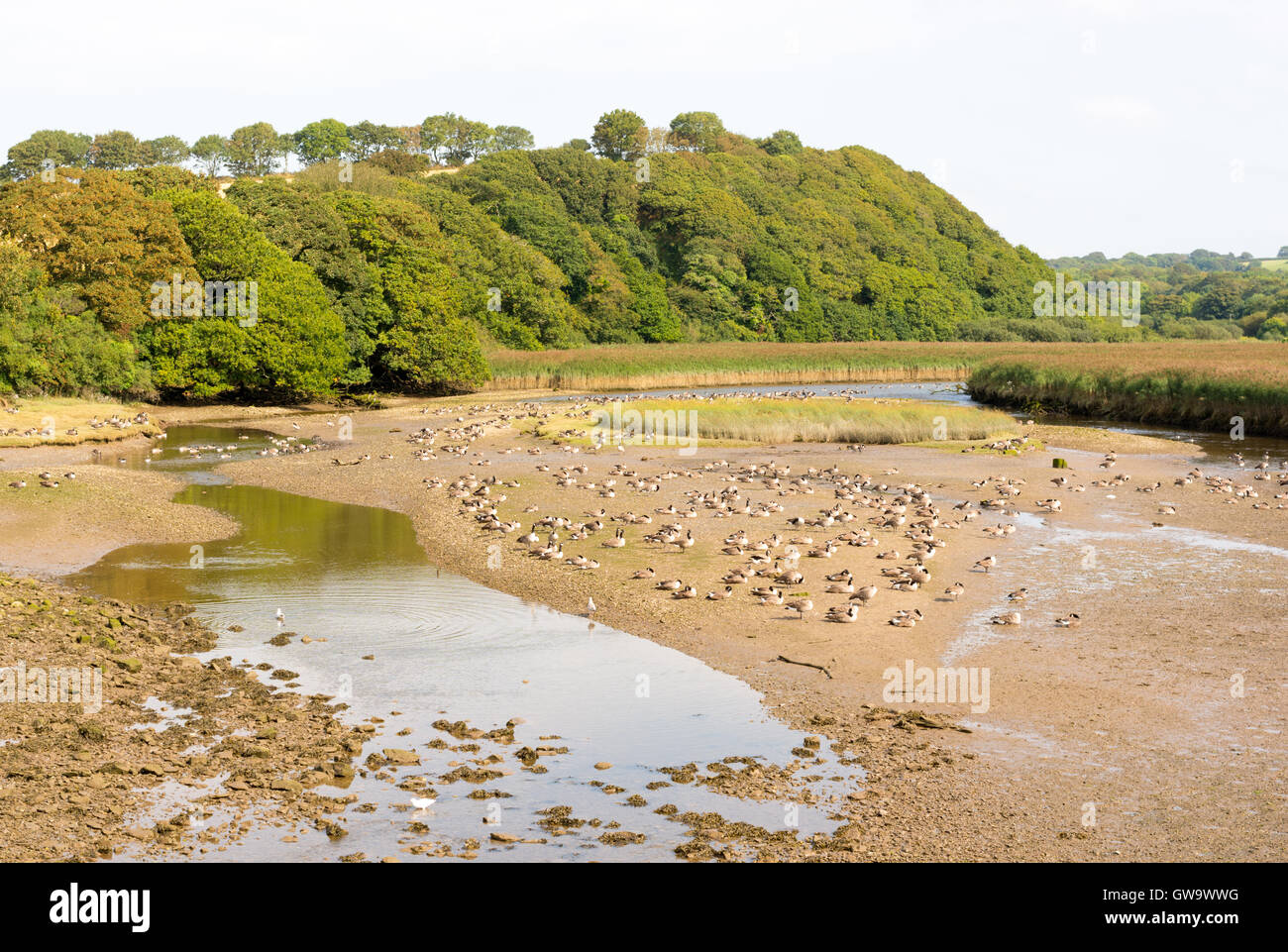 Canada Geese congregate near the mouth of the River Nevern at Newport ...
