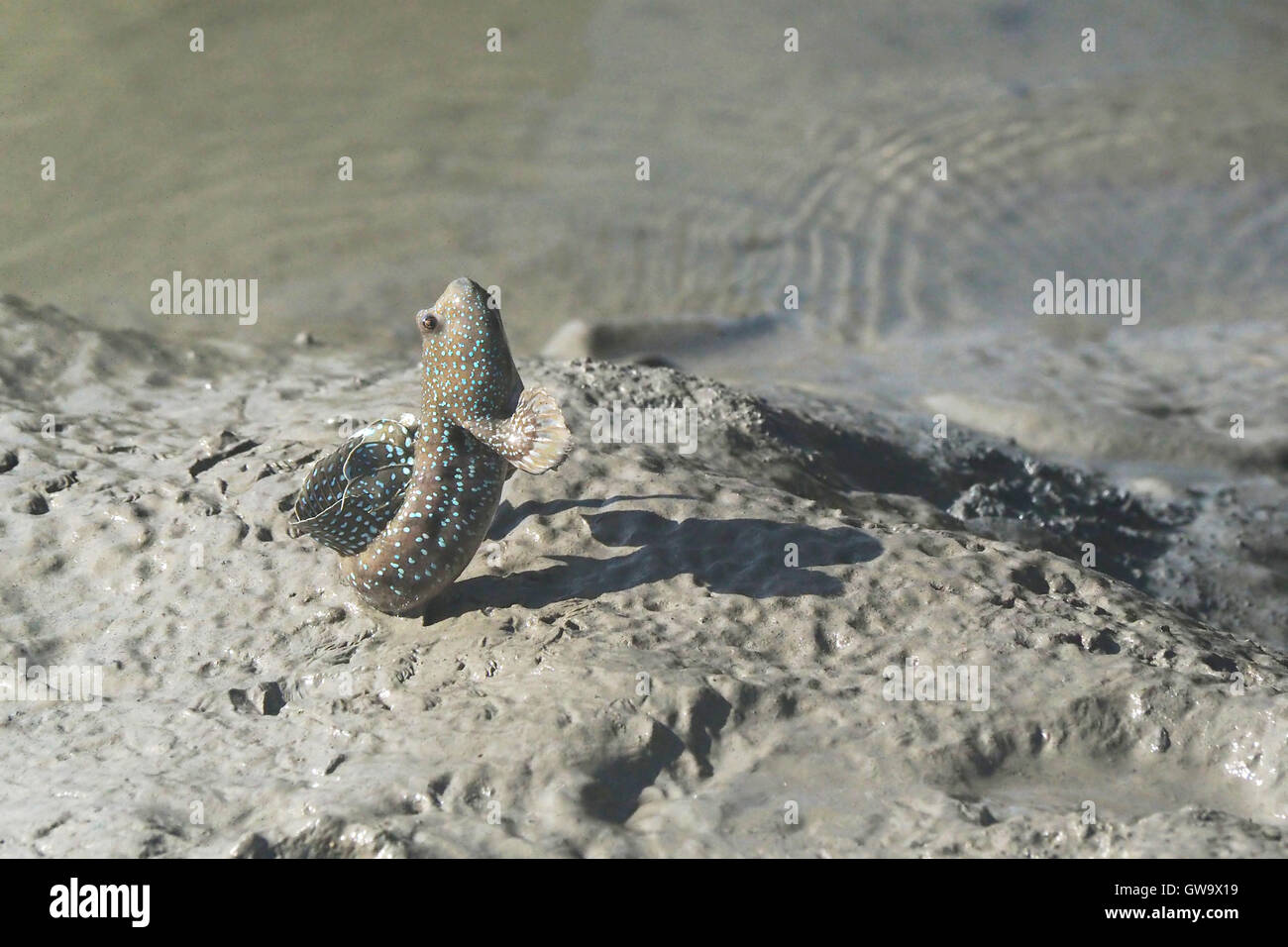 Portrait of a Blue Spotted Mud Skipper Stock Photo - Alamy