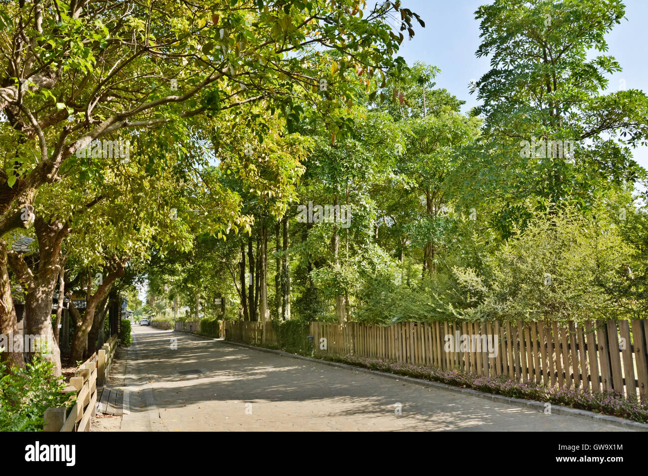 Street road with tree Stock Photo - Alamy