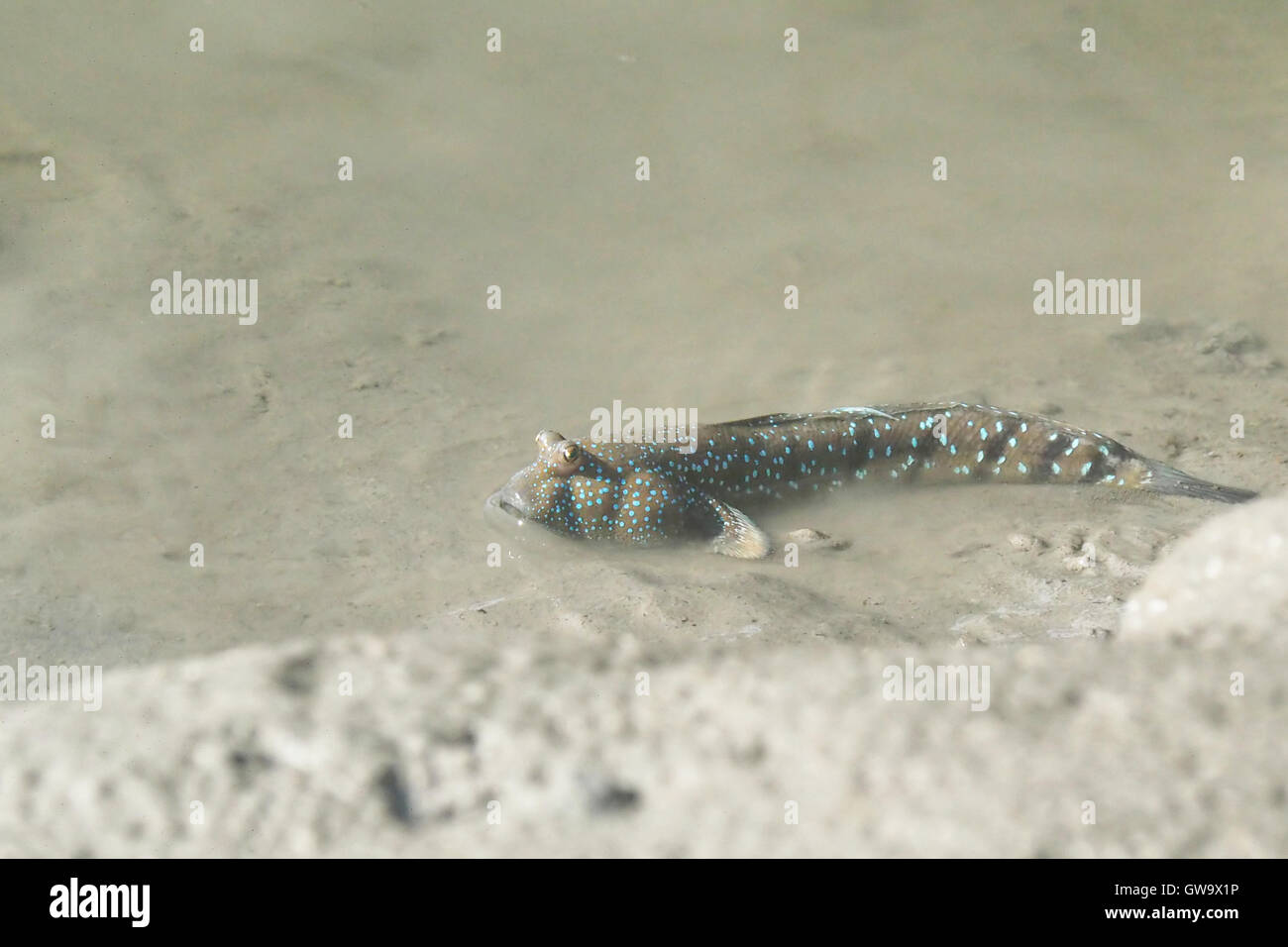Portrait of a Blue Spotted Mud Skipper Stock Photo - Alamy