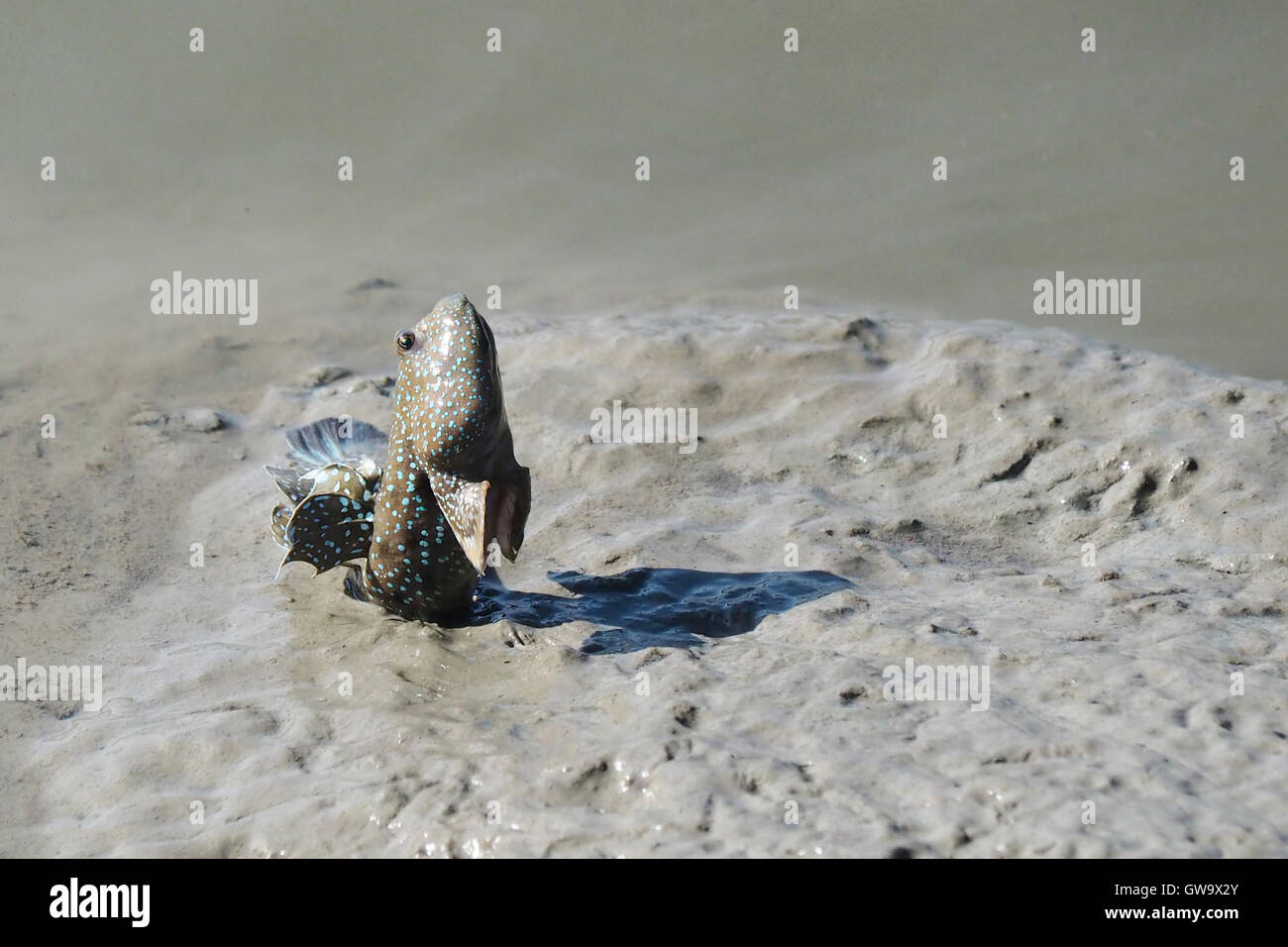 Blue spotted mud skipper hi-res stock photography and images - Alamy
