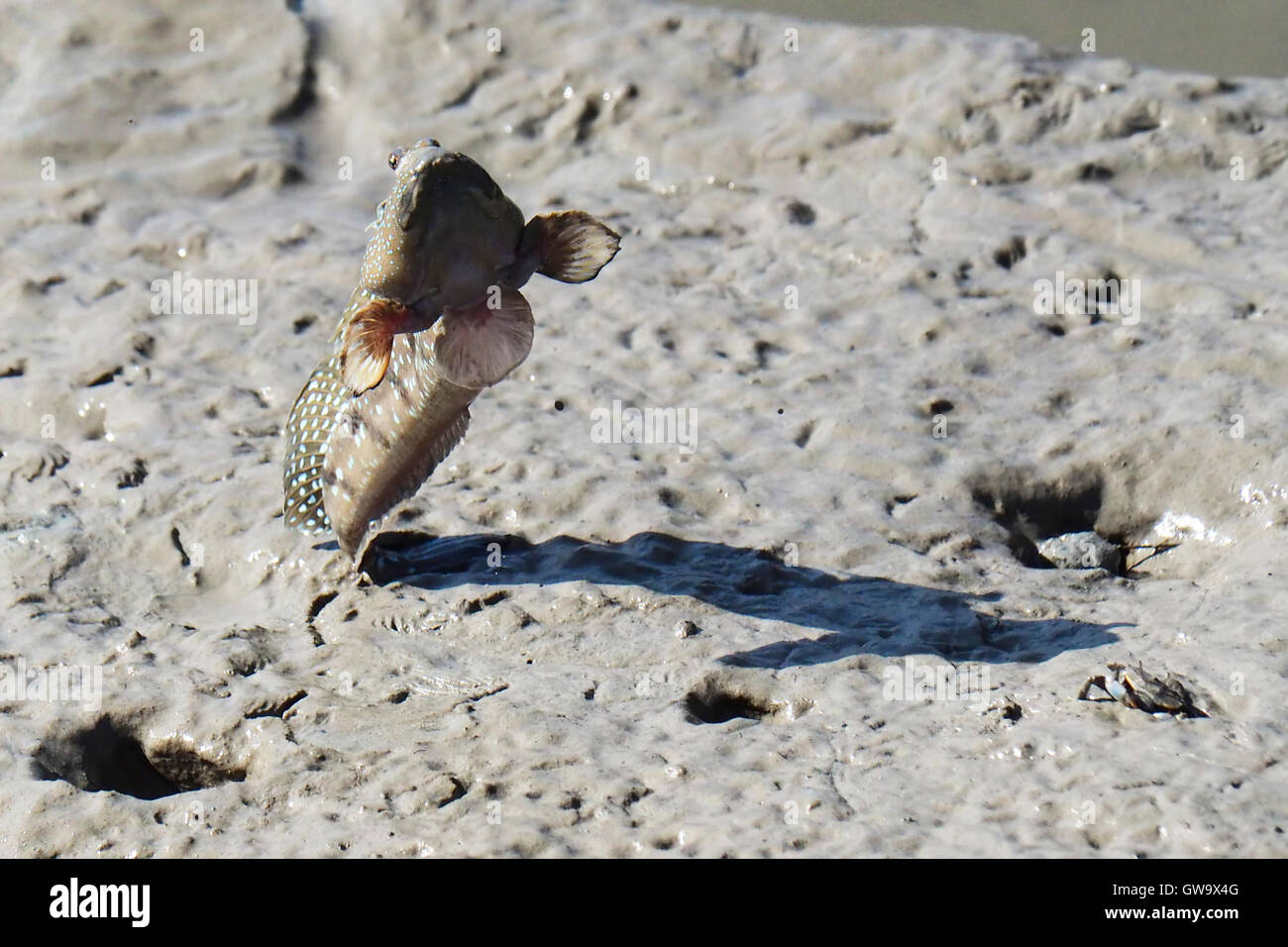 Portrait of a Blue Spotted Mud Skipper Stock Photo - Alamy