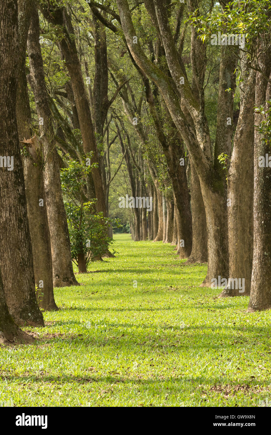 Walkway in Park Stock Photo - Alamy