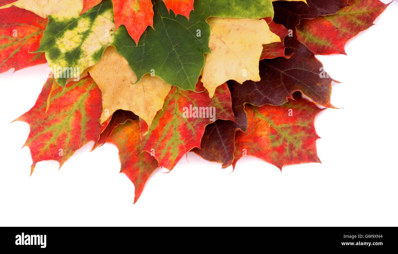 Overlapping leafs hi-res stock photography and images - Alamy