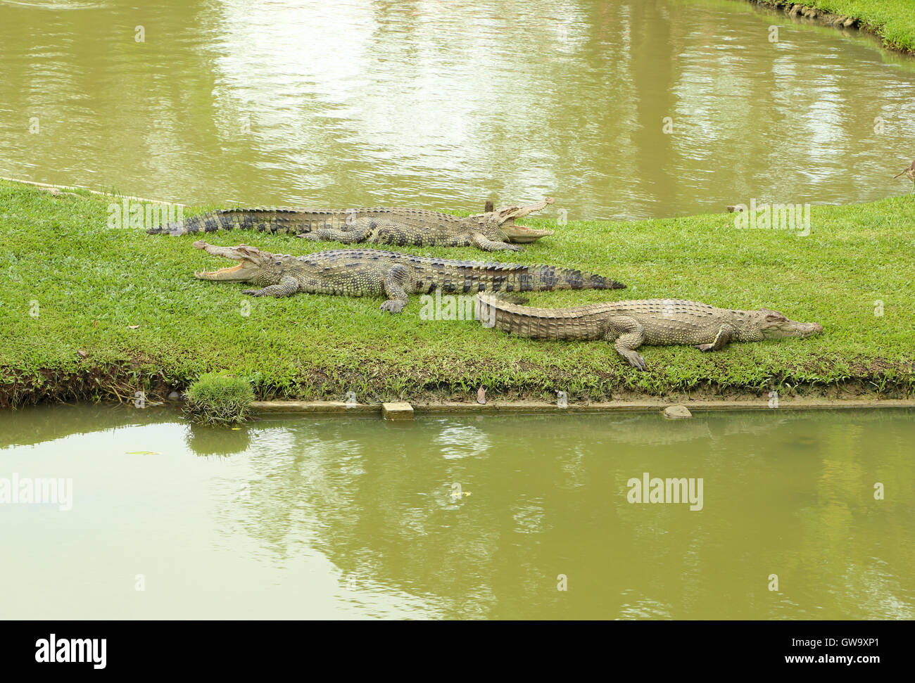 Crocodile resting on the grass Stock Photo - Alamy