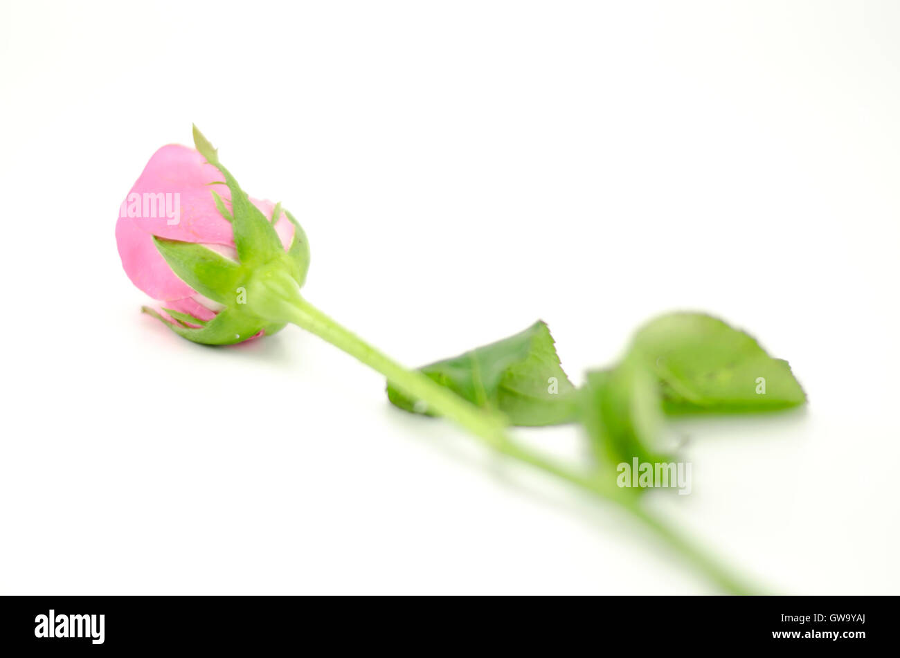 rose flower isolated on white Stock Photo - Alamy