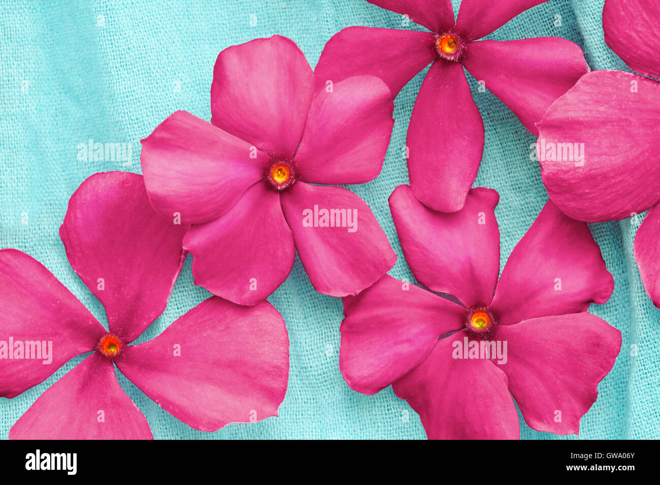 Pink flowers over blue Stock Photo - Alamy