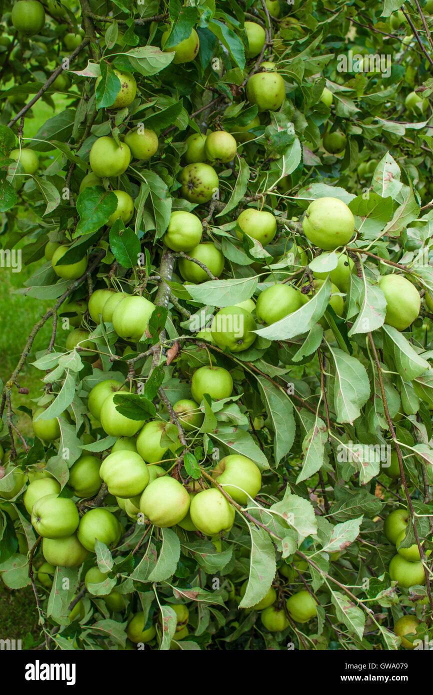 Apple tree in the orchard of the tudor house in which Anne Hathaway ...