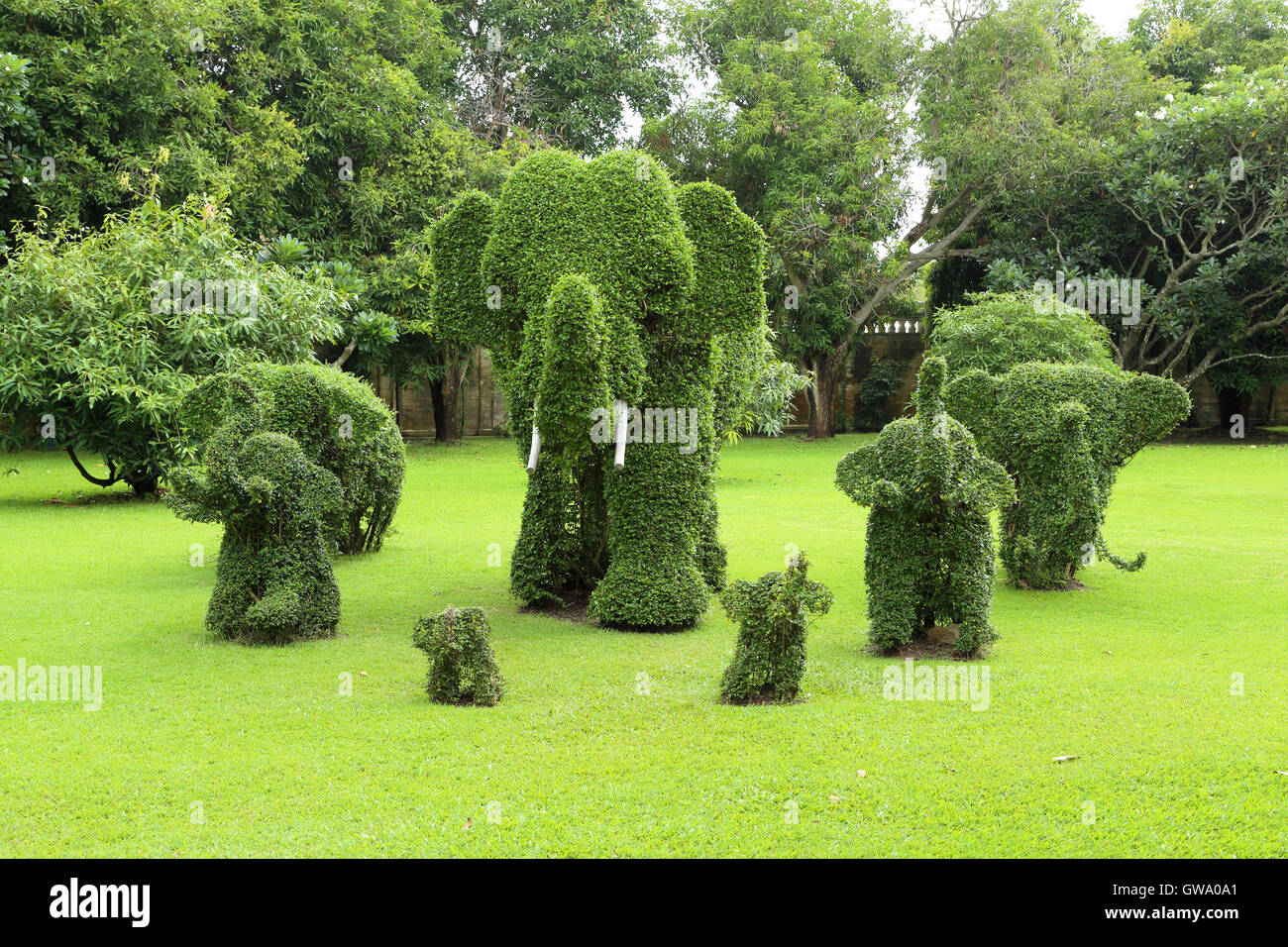 elephant tree in the park Stock Photo - Alamy