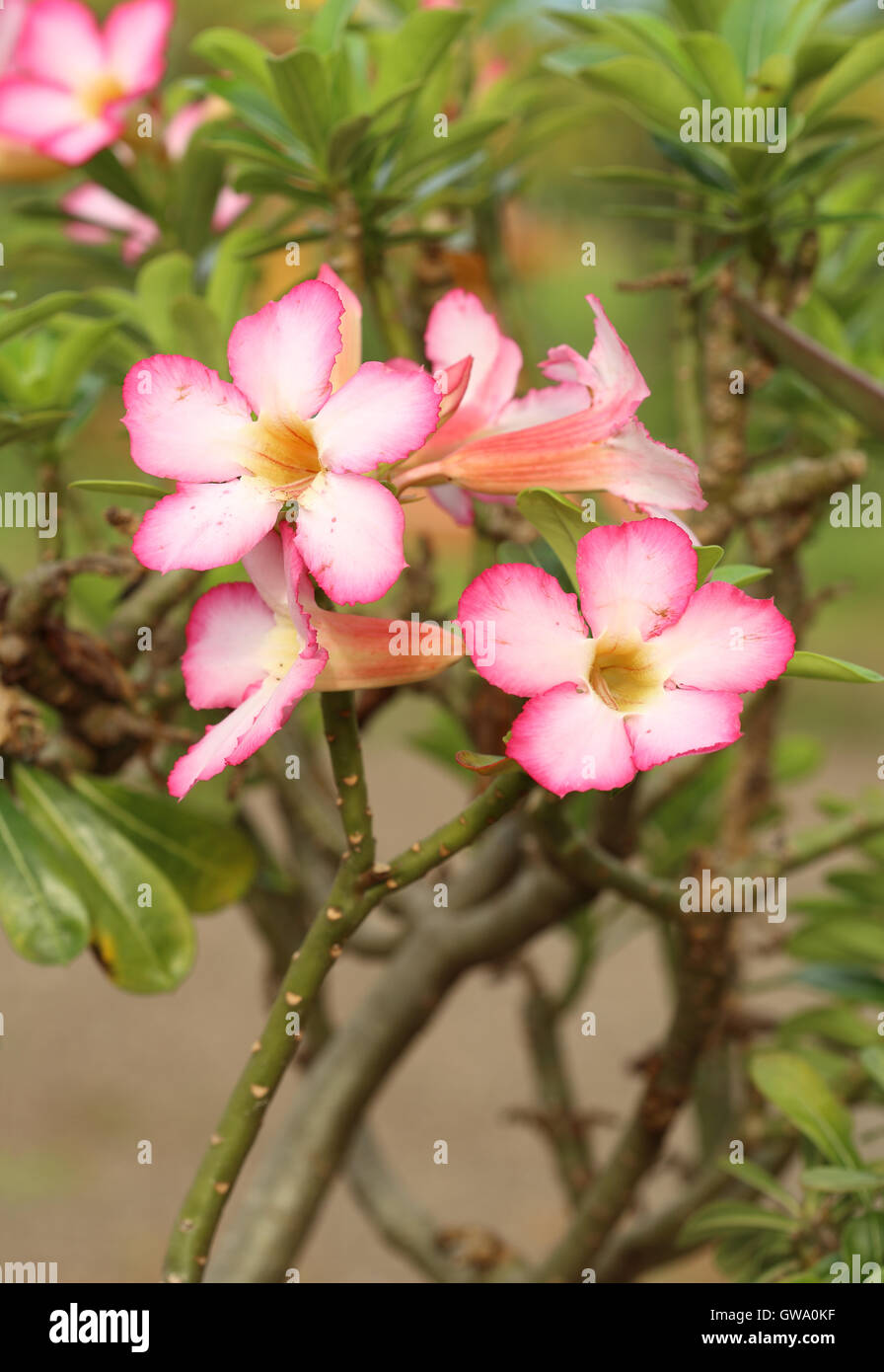 Tropical flower Pink Adenium Stock Photo - Alamy