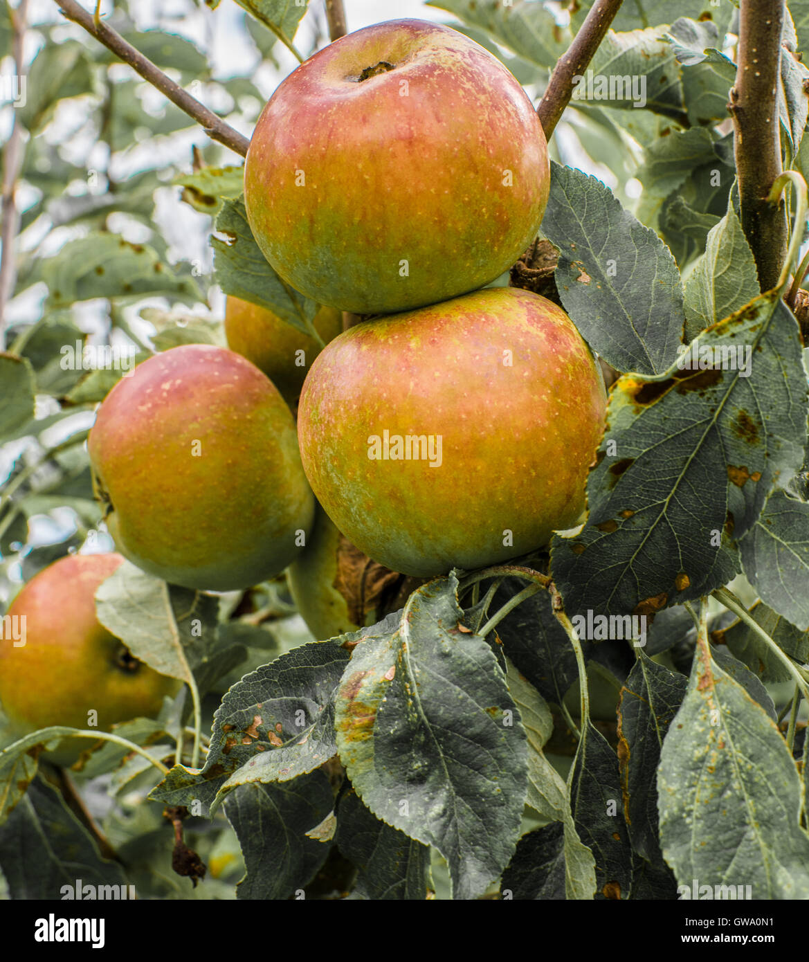 Apple tree in the orchard of the tudor house in which Anne Hathaway ...