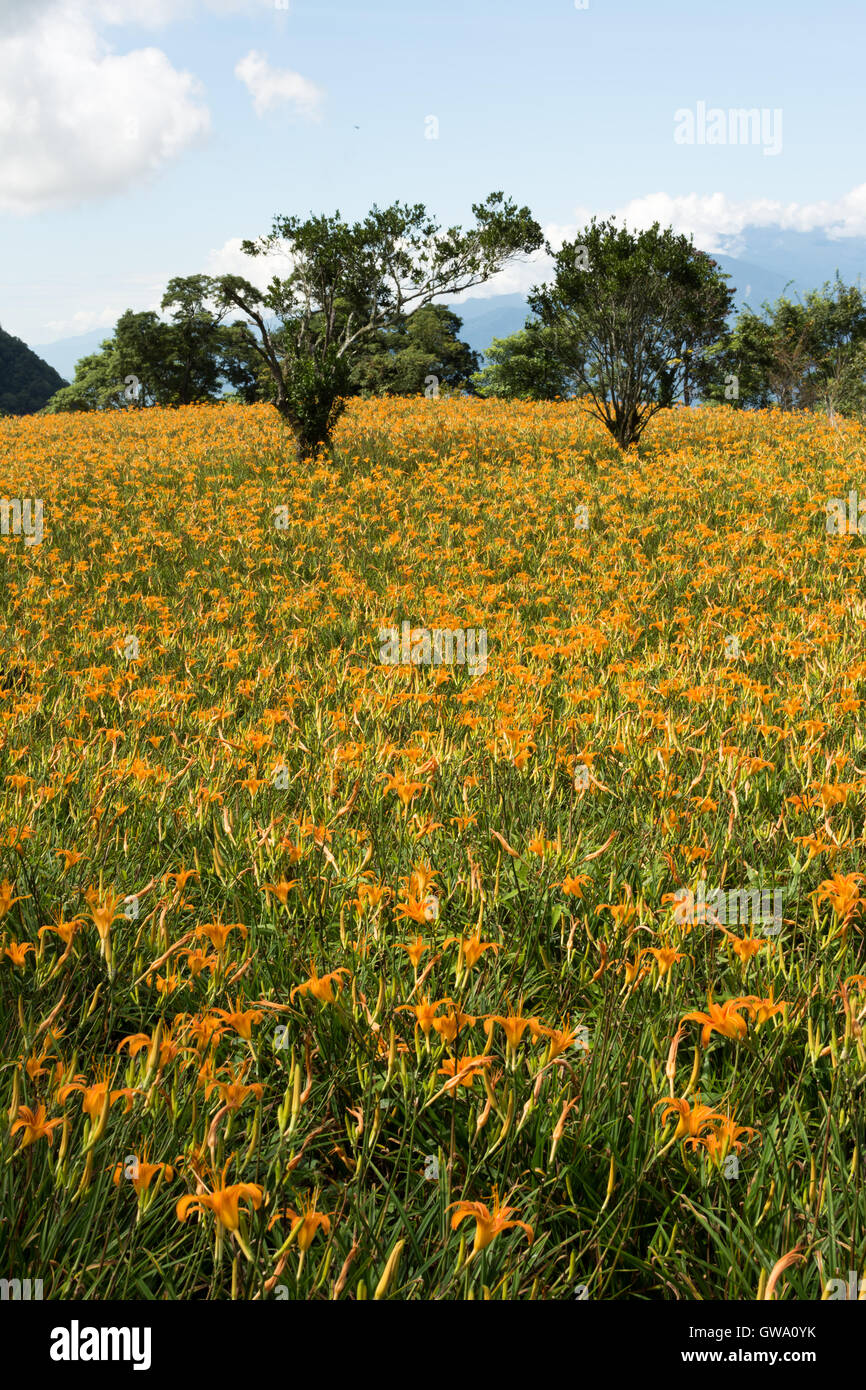 Field of tiger lily Stock Photo - Alamy