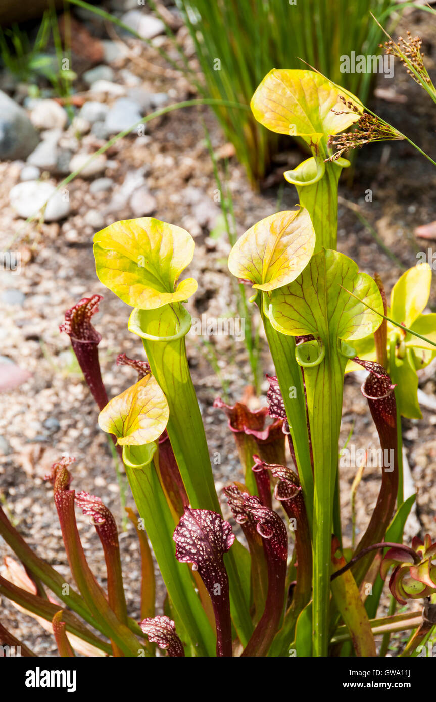 Tropical pitcher plants, Nepenthes Stock Photo - Alamy