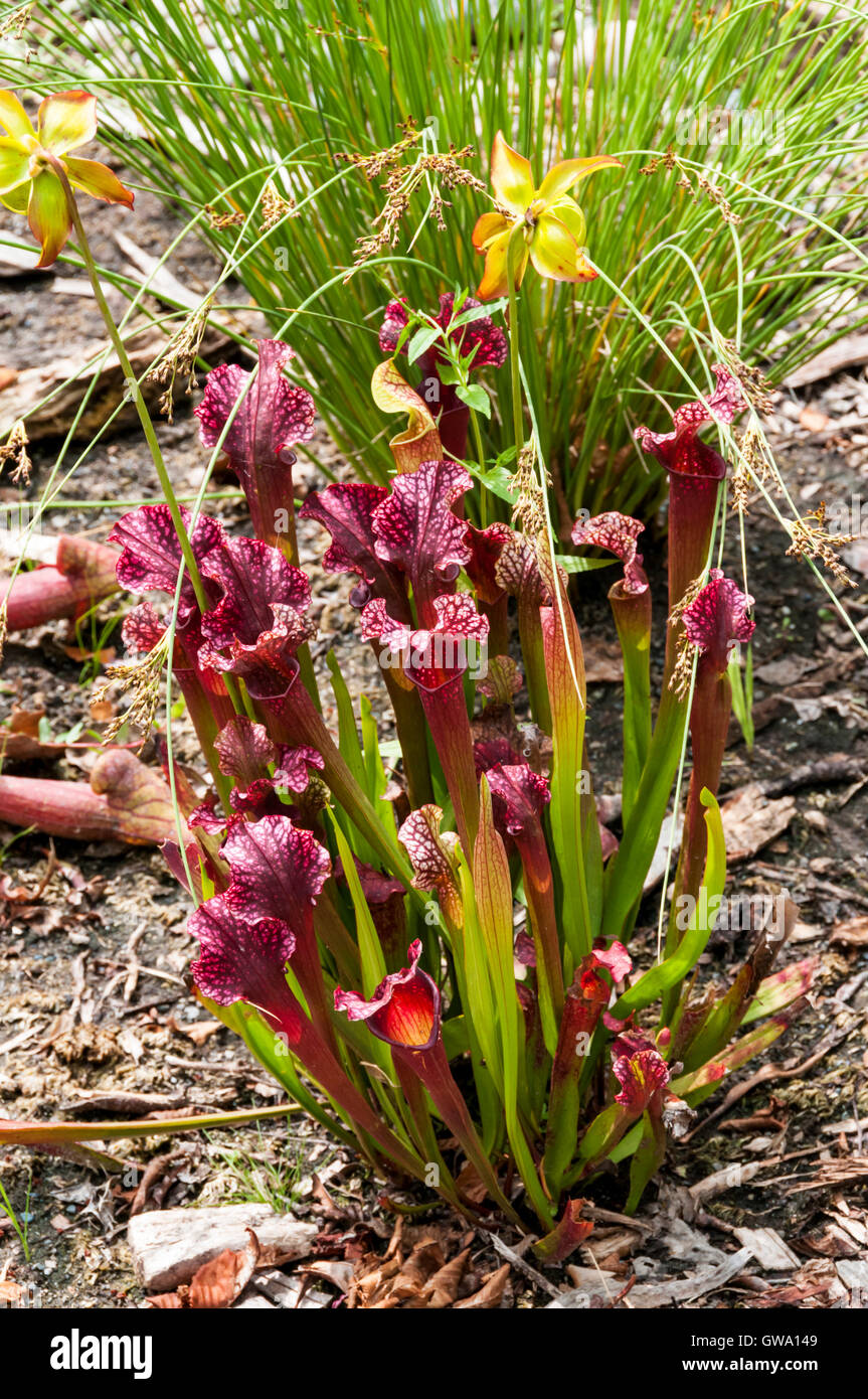 Tropical pitcher plants, Nepenthes Stock Photo - Alamy