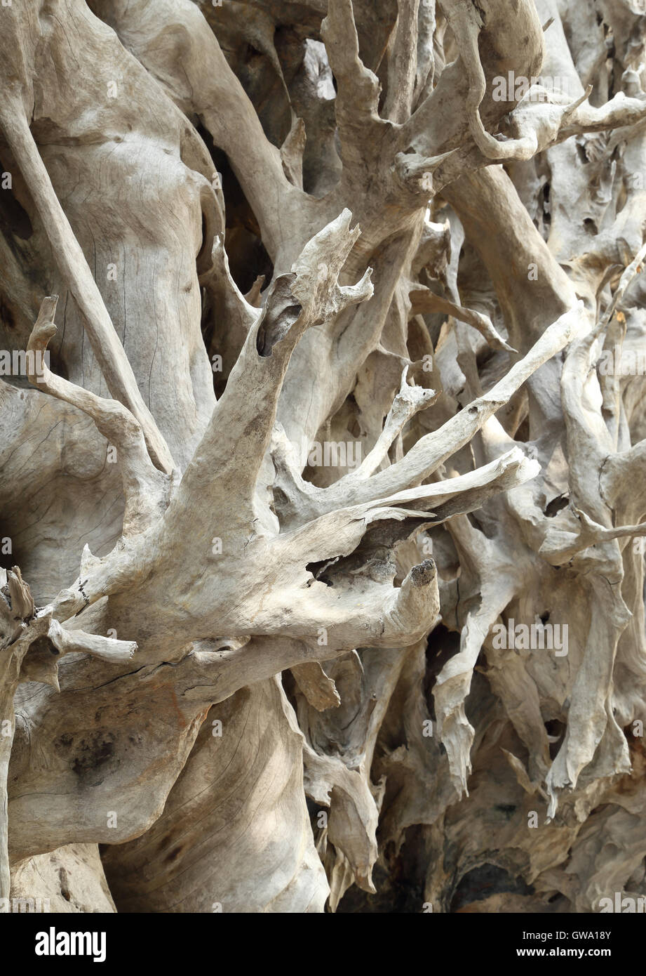 Dried twigs and branches striped wood Stock Photo - Alamy