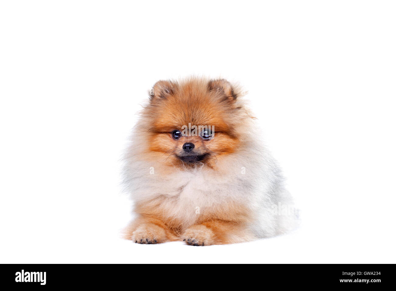 Zverg Spitz, Pomeranian Stock Photo - Alamy