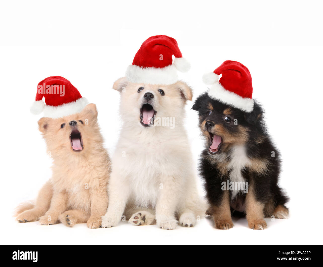 Singing animal christmas Cut Out Stock Images & Pictures - Alamy
