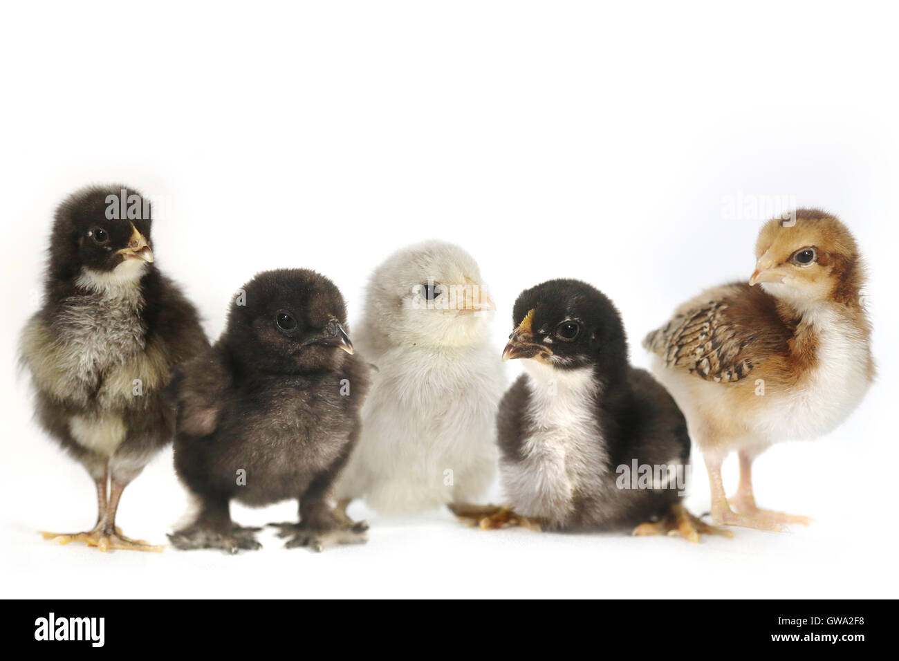 Multiple chickens hi-res stock photography and images - Alamy