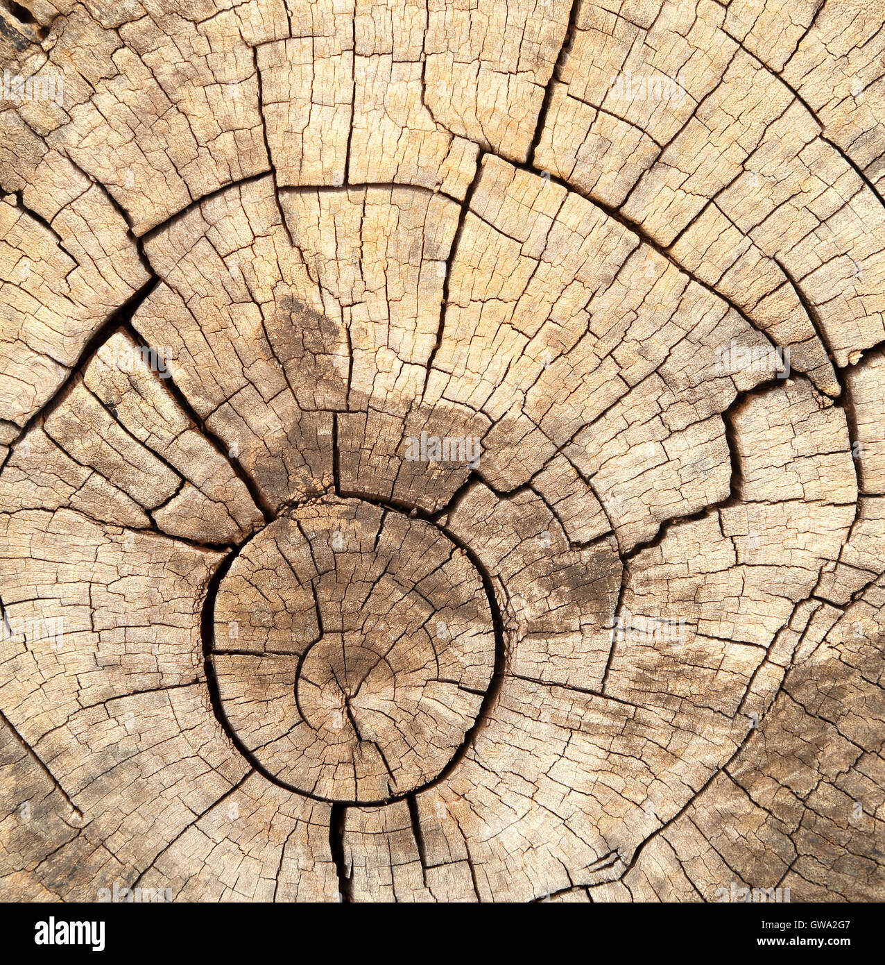 old tree stump texture Stock Photo - Alamy
