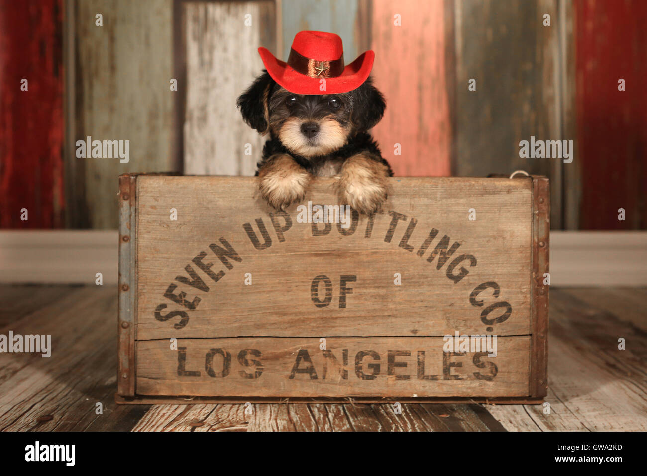 Teacup Yorkie Puppy in Adorable Backdrops and Prop for Calendar or ...