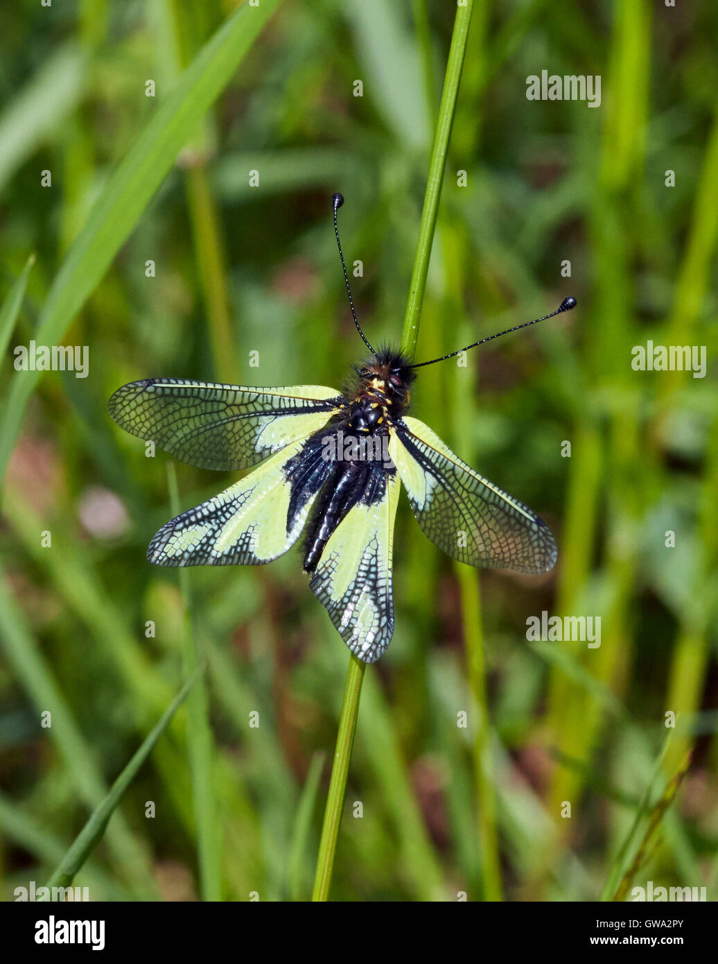 Owly sulphur libelloides coccajus hi-res stock photography and images ...