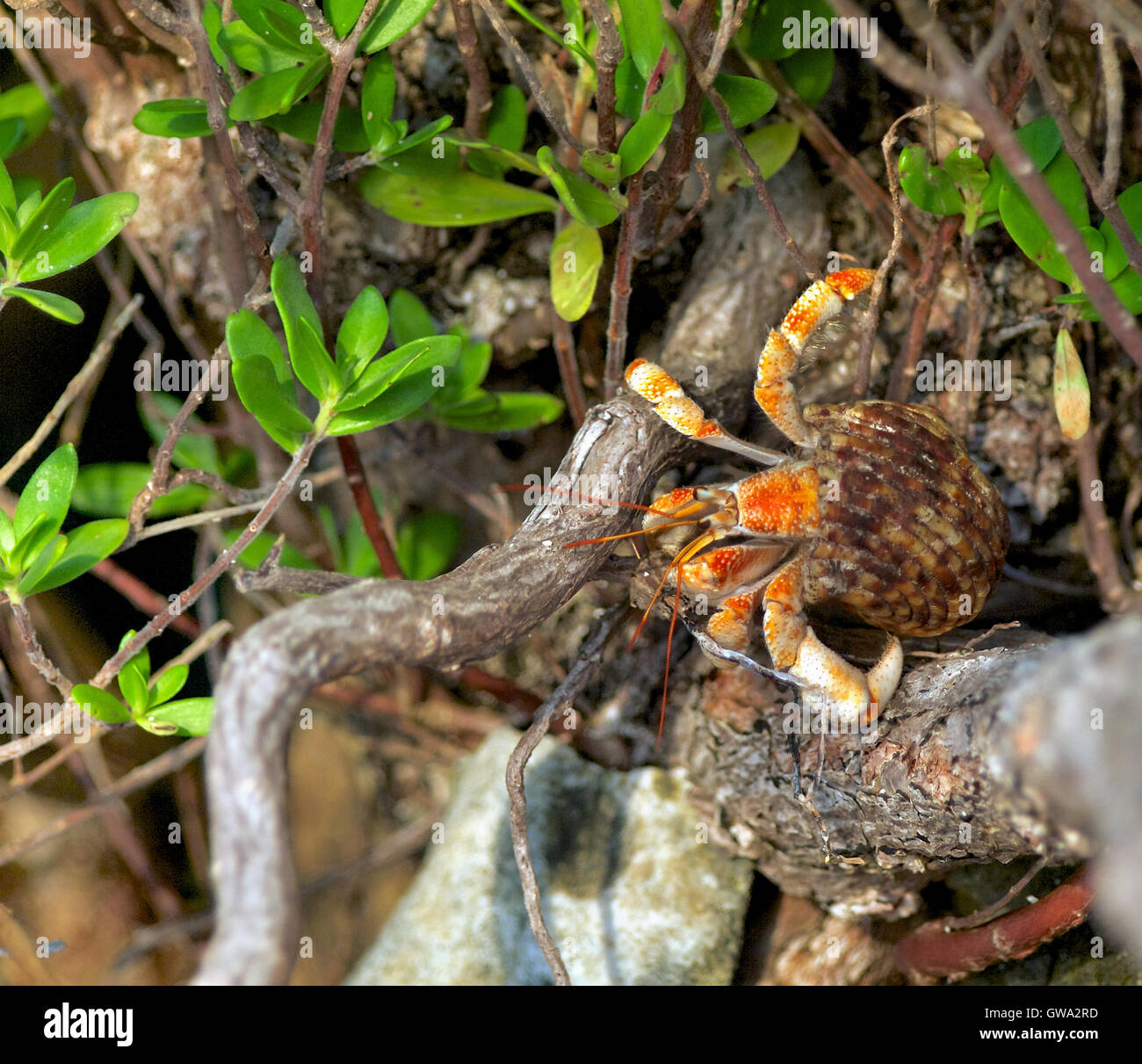 Hermit crab in conch shell hi-res stock photography and images - Alamy
