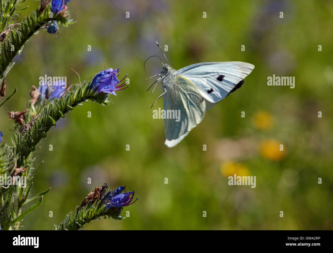 Large White butterfly taking off from Viper's Bugloss flower Stock ...