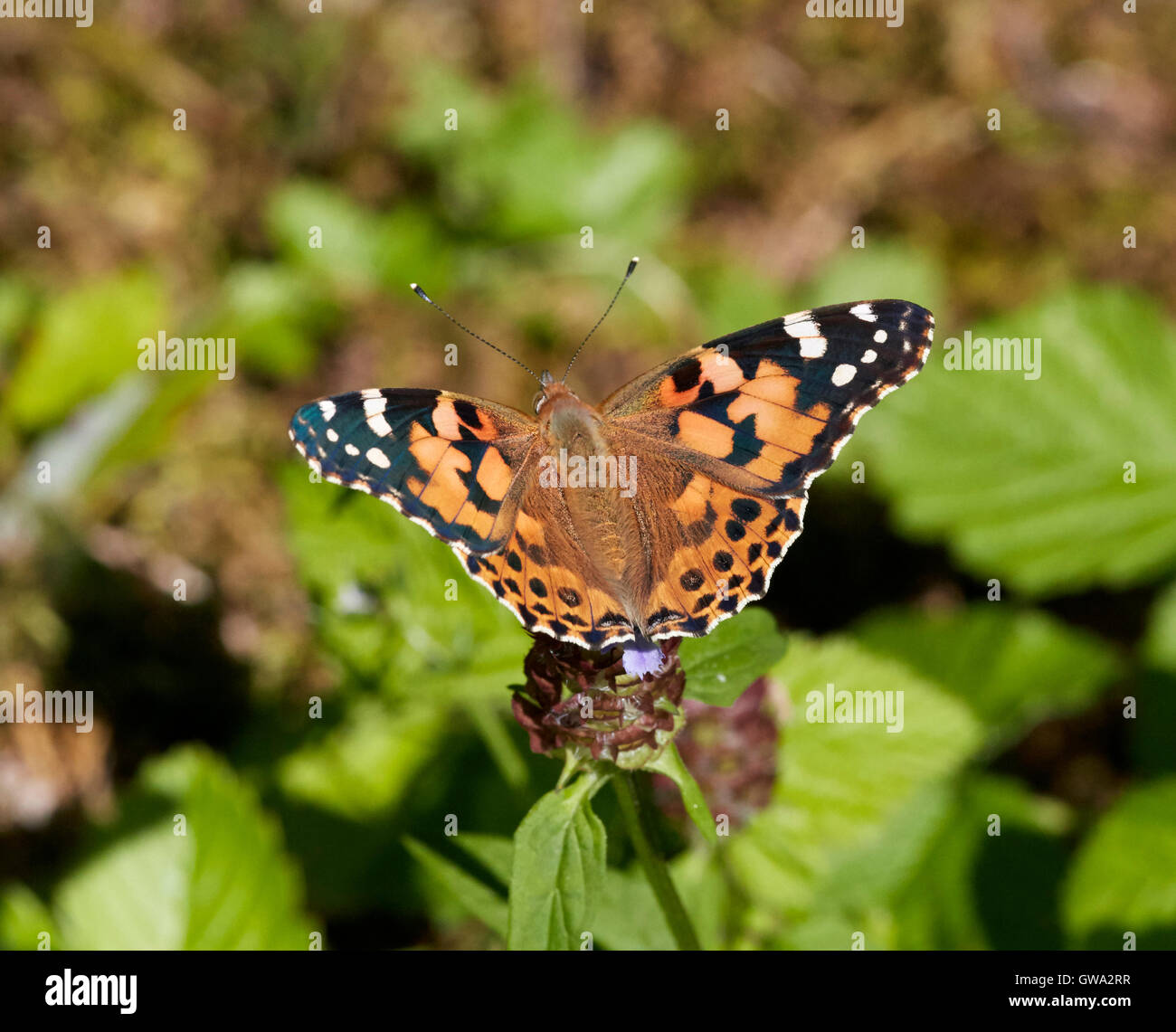 Painted lady butterfly hi-res stock photography and images - Alamy