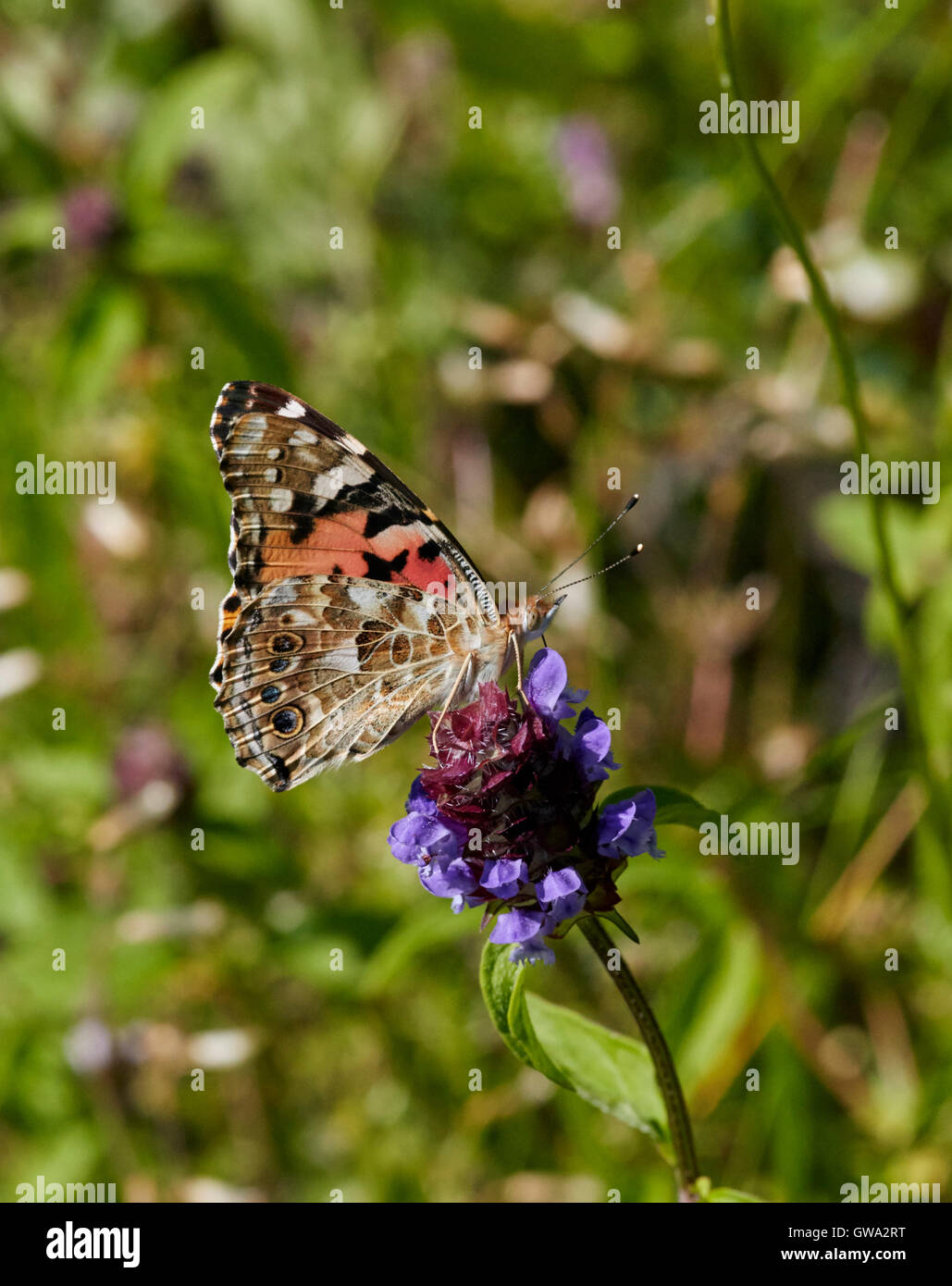 Painted lady on flower hi-res stock photography and images - Alamy