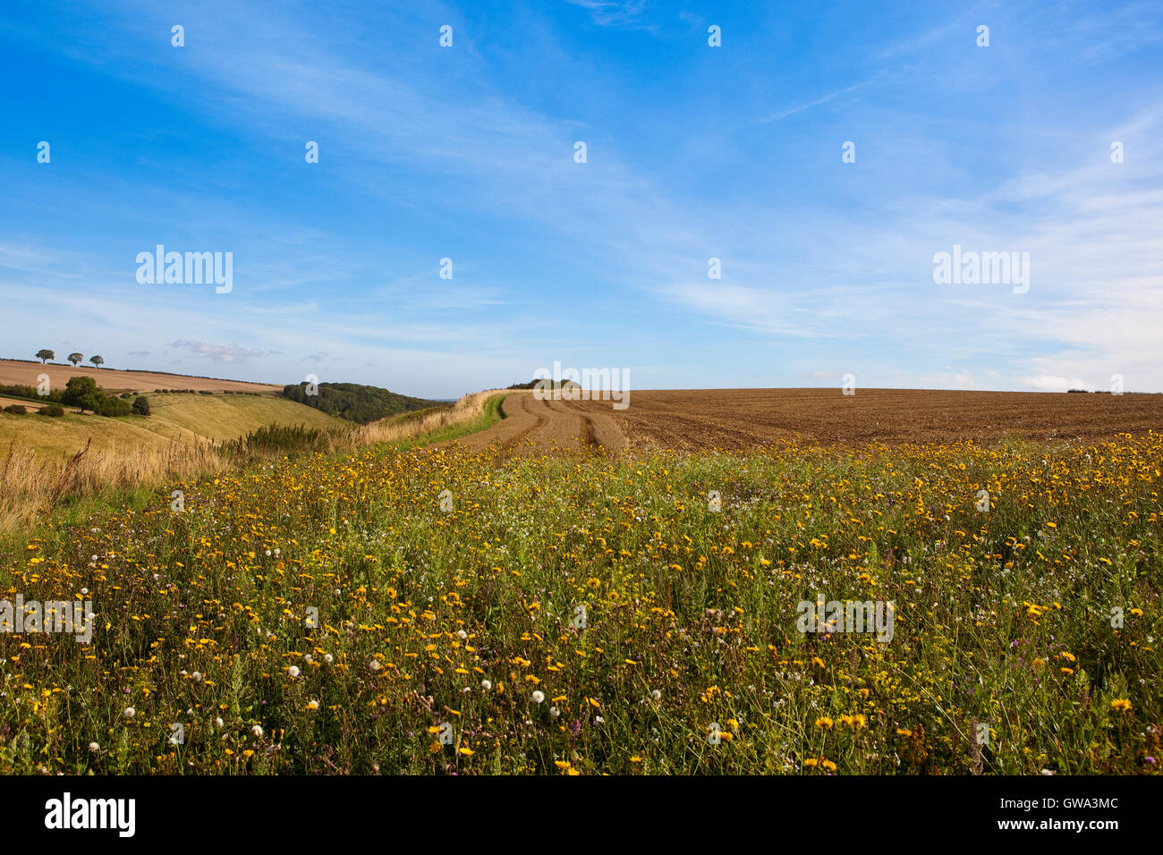 Conservation wildflowers growing above the grassy valley of Horsedale ...
