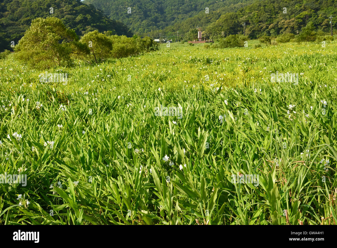 Ginger lily farm Stock Photo - Alamy
