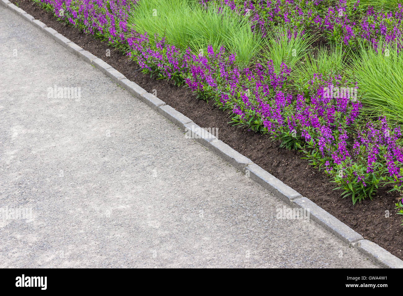 Purple flowers growing along the pathway Stock Photo - Alamy