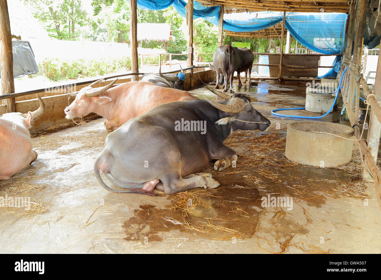 water buffalo in stables Stock Photo - Alamy