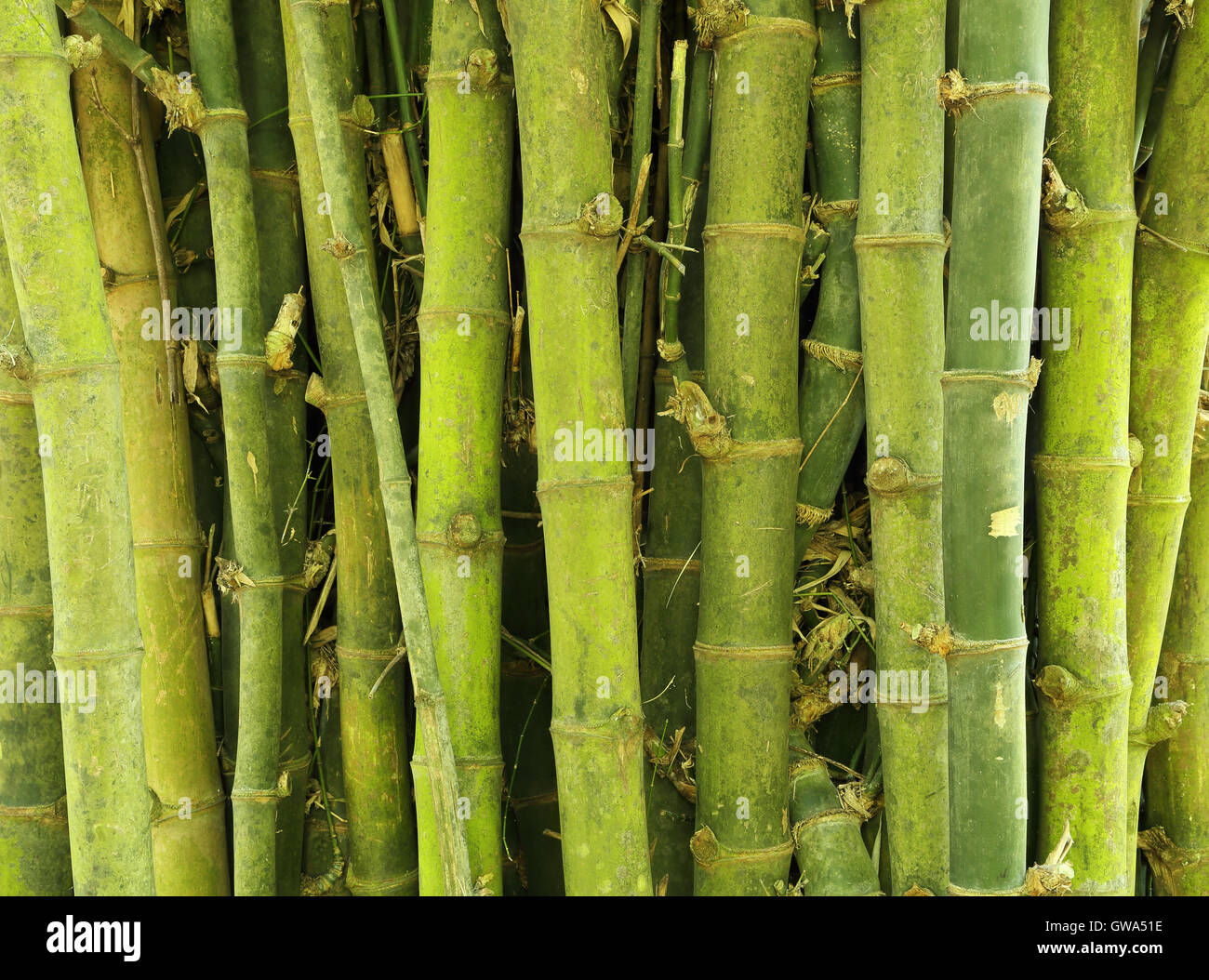 bamboo tree texture background Stock Photo - Alamy