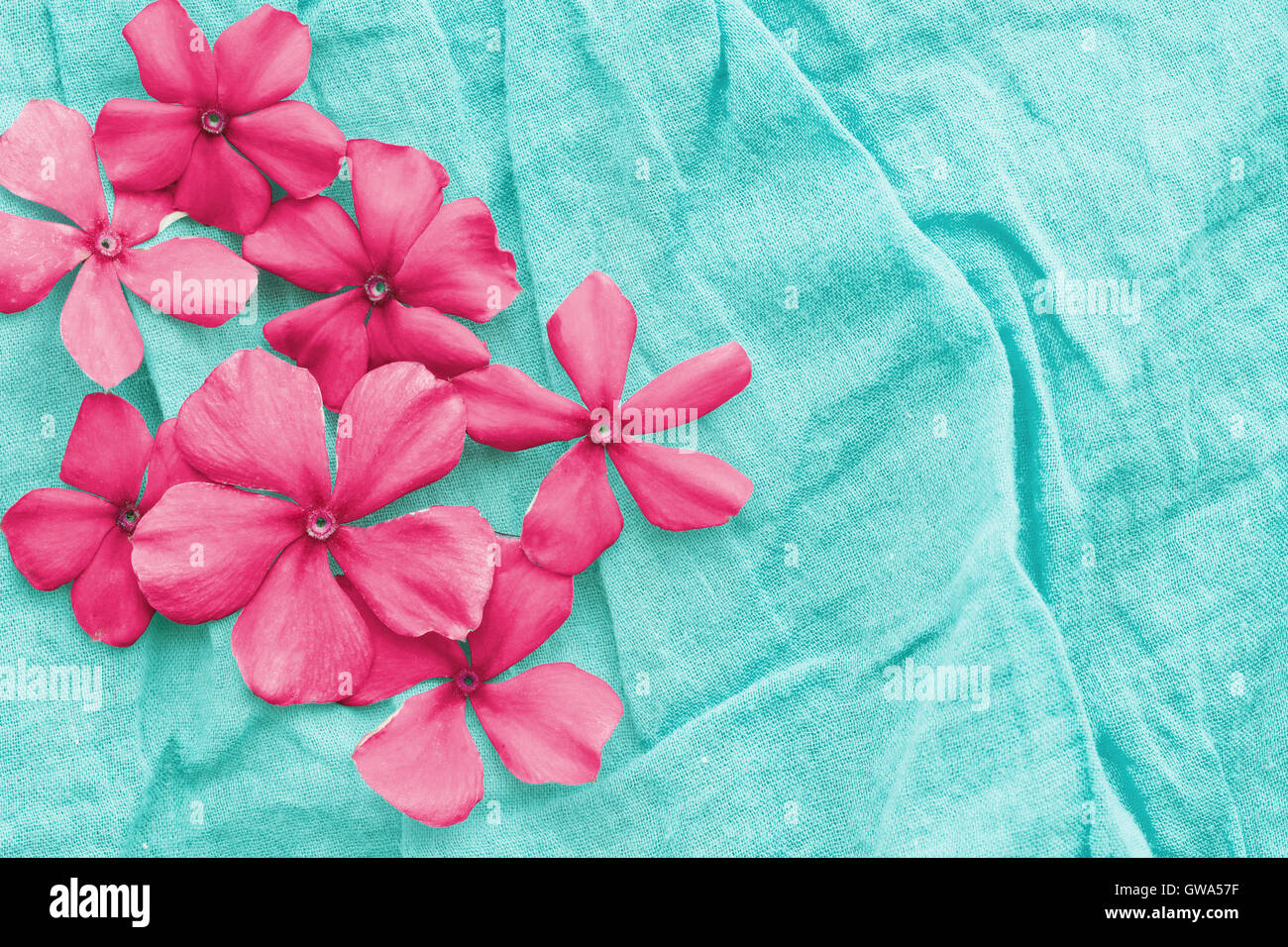 Pink flowers over blue Stock Photo - Alamy