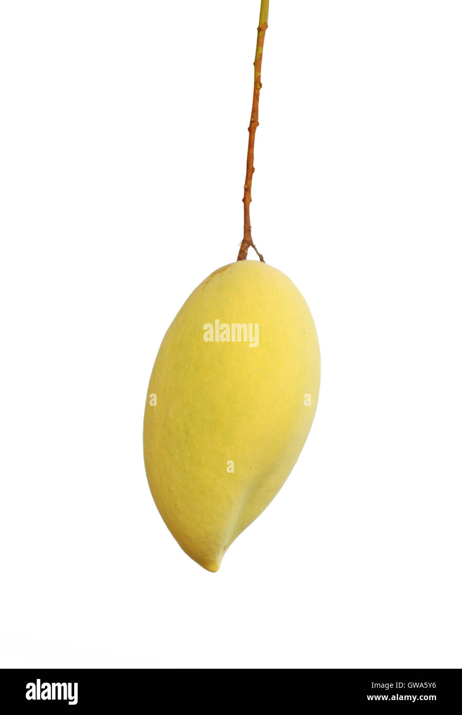 golden mango on tree Stock Photo - Alamy