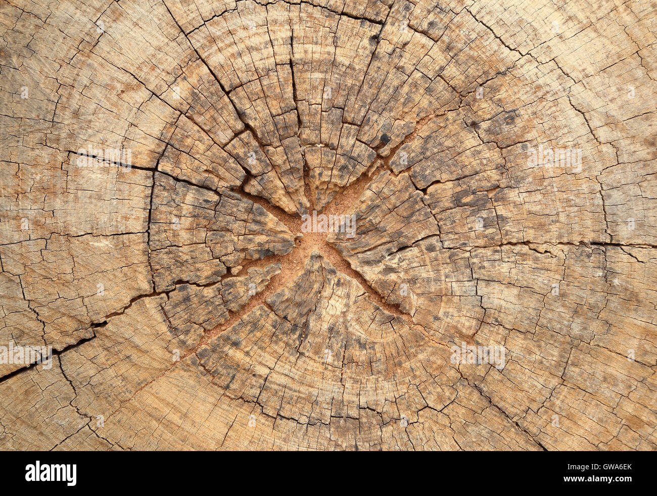 old tree stump texture Stock Photo - Alamy