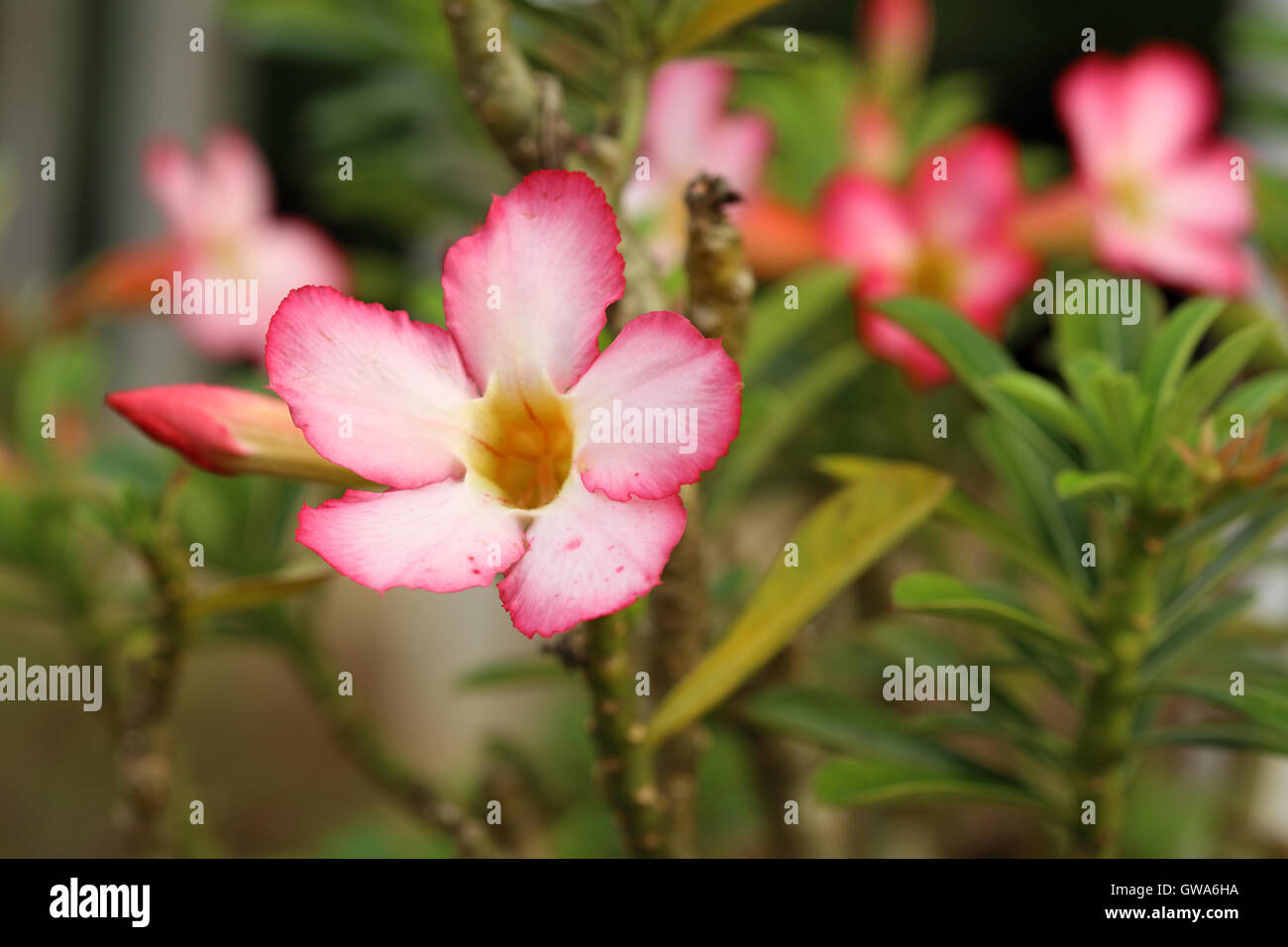 Tropical flower Pink Adenium Stock Photo - Alamy