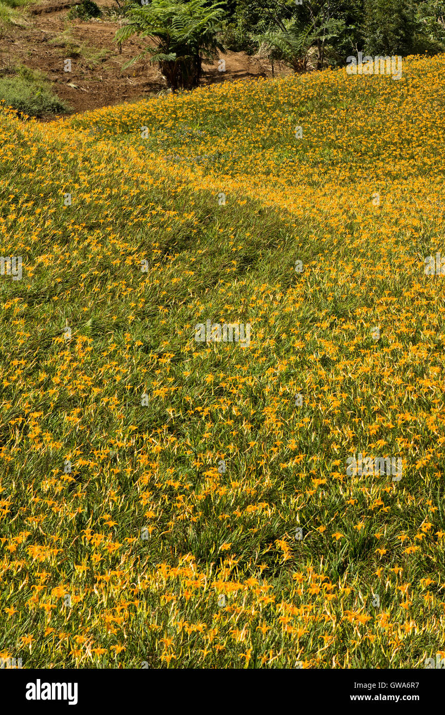 Field of tiger lily Stock Photo - Alamy