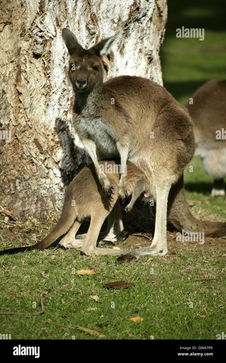 Grey kangaroo display hi-res stock photography and images - Alamy