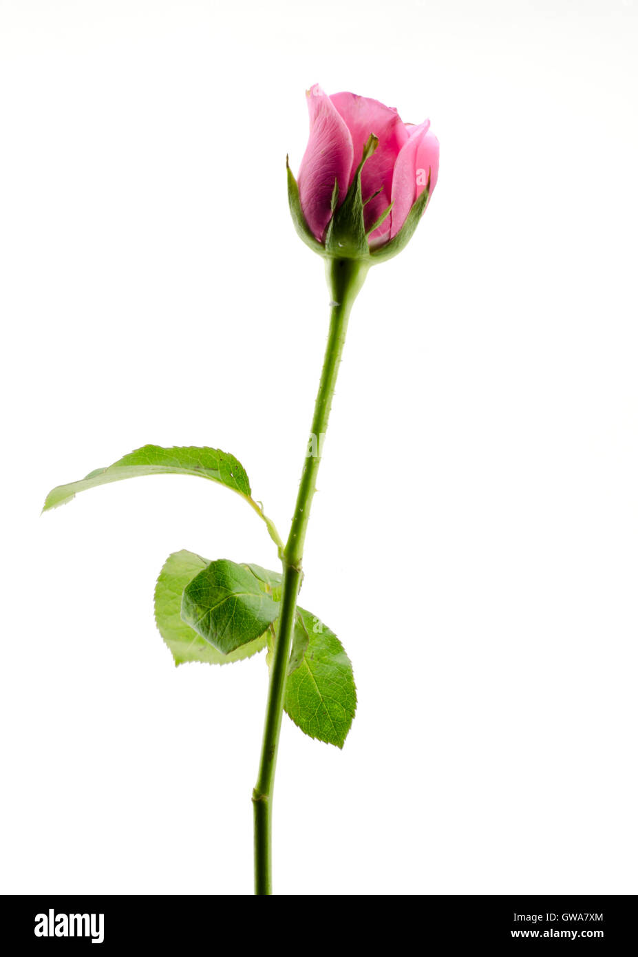 rose flower isolated on white Stock Photo - Alamy